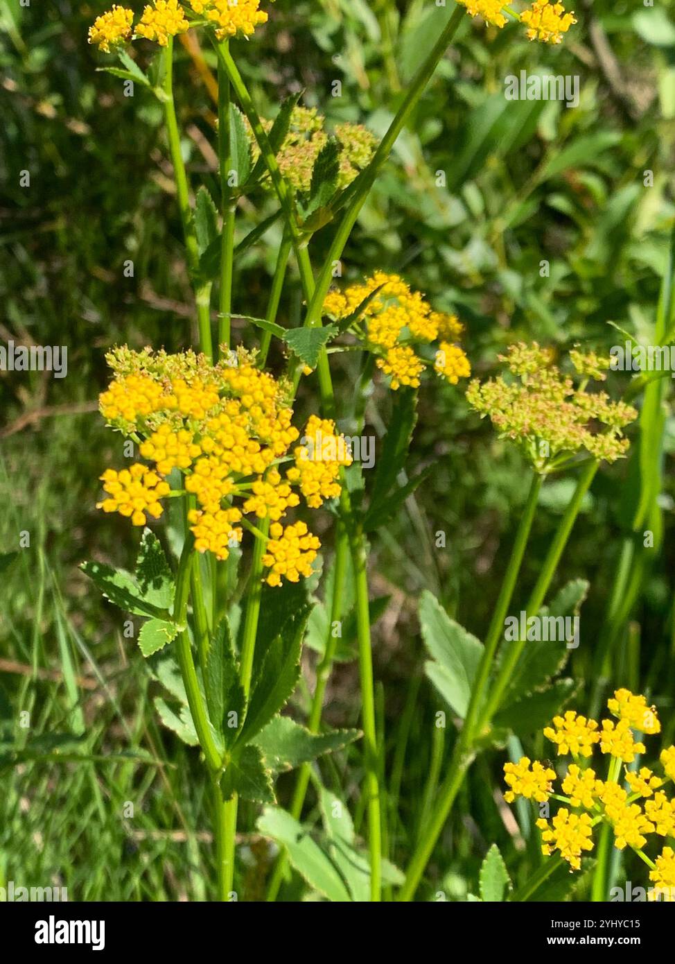 heart-leaf golden Alexanders (Zizia aptera Stock Photo - Alamy