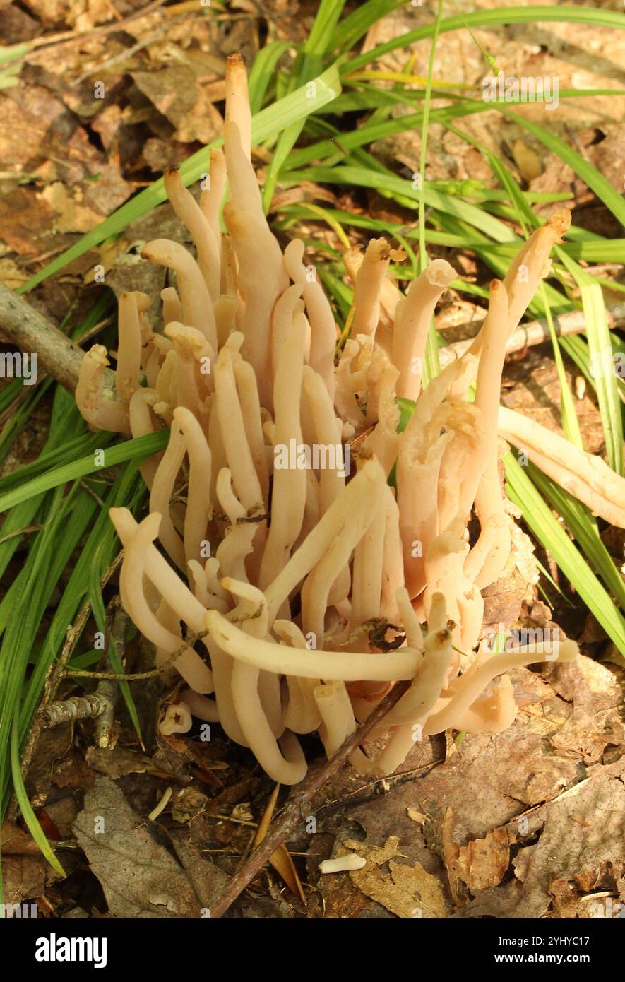 Smoky Spindles (Clavaria fumosa Stock Photo - Alamy