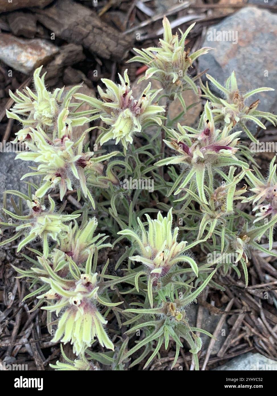 dwarf alpine Indian paintbrush (Castilleja nana Stock Photo - Alamy