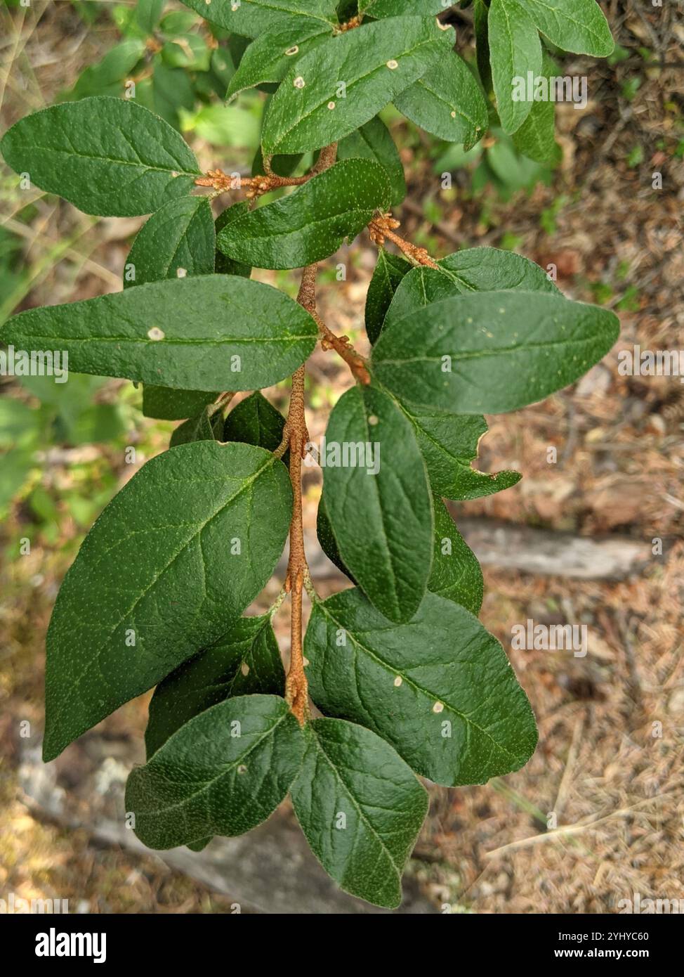 Canadian buffalo-berry (Shepherdia canadensis Stock Photo - Alamy