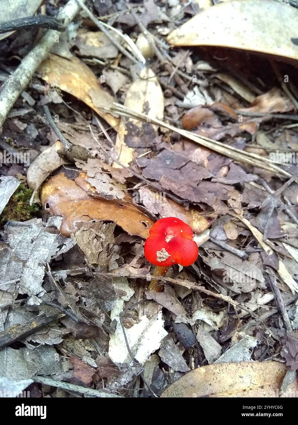 Scarlet Waxy Cap (Hygrocybe coccinea Stock Photo - Alamy