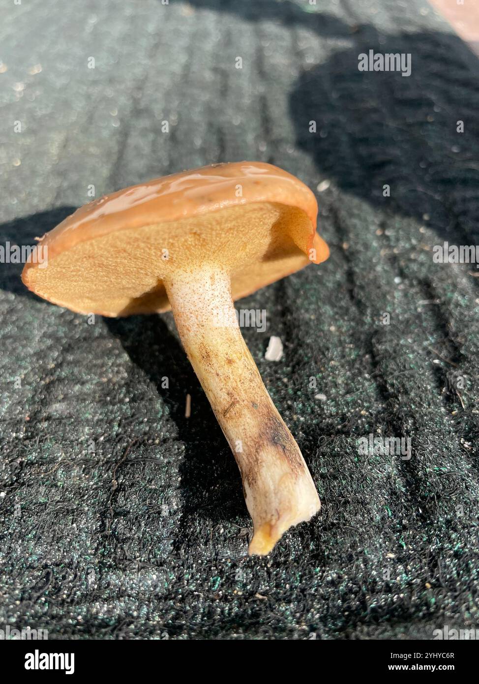 Slippery Jacks (Suillus Stock Photo - Alamy