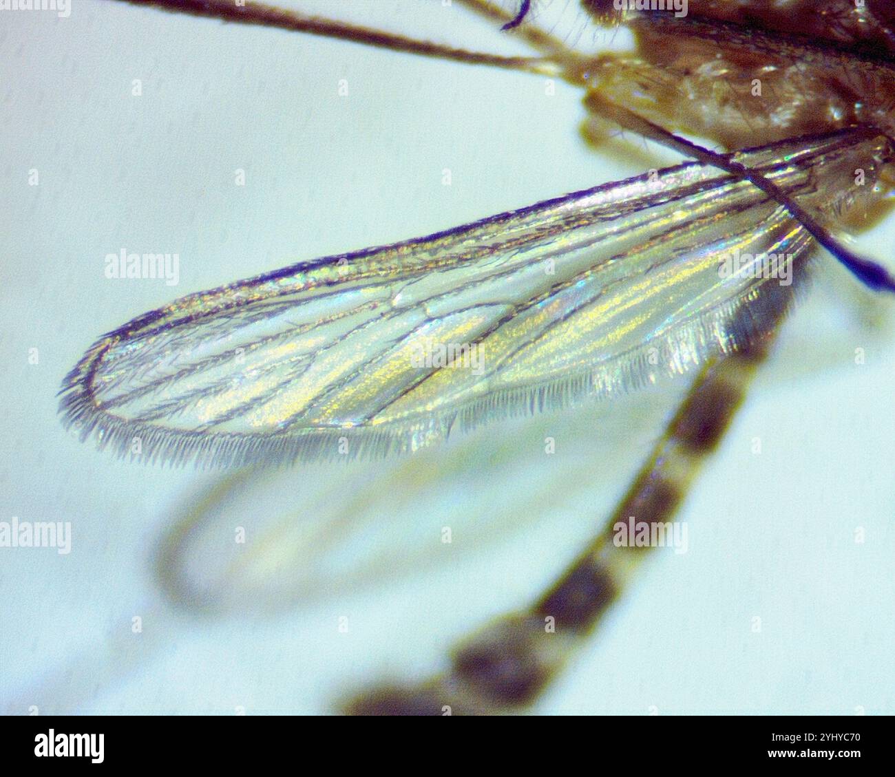 Southern House Mosquito (Culex quinquefasciatus Stock Photo - Alamy