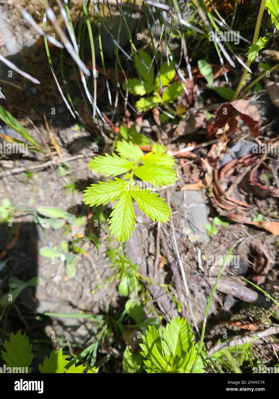 Pacific silverweed (Argentina pacifica Stock Photo - Alamy
