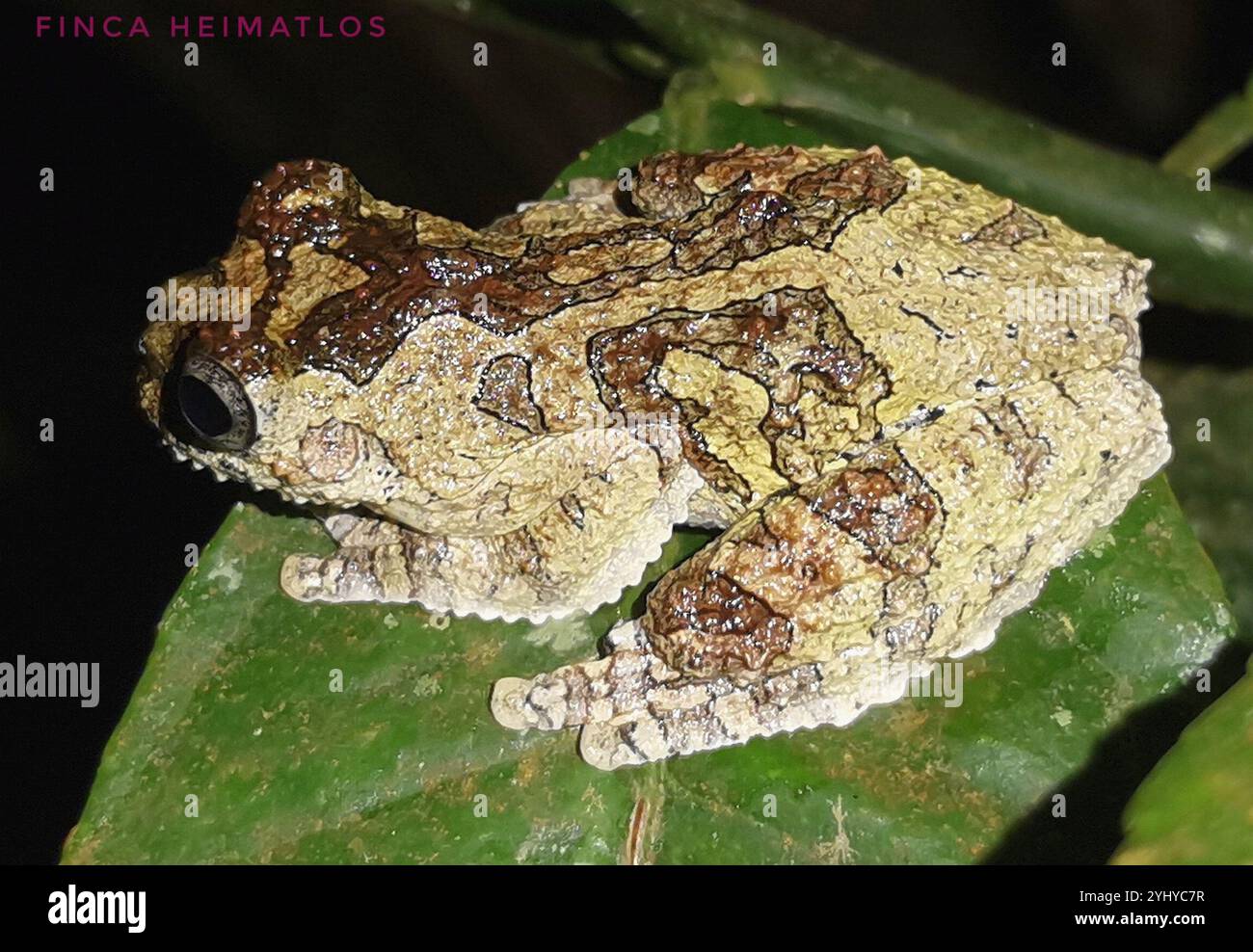 Marbled Tree Frog (Dendropsophus marmoratus Stock Photo - Alamy