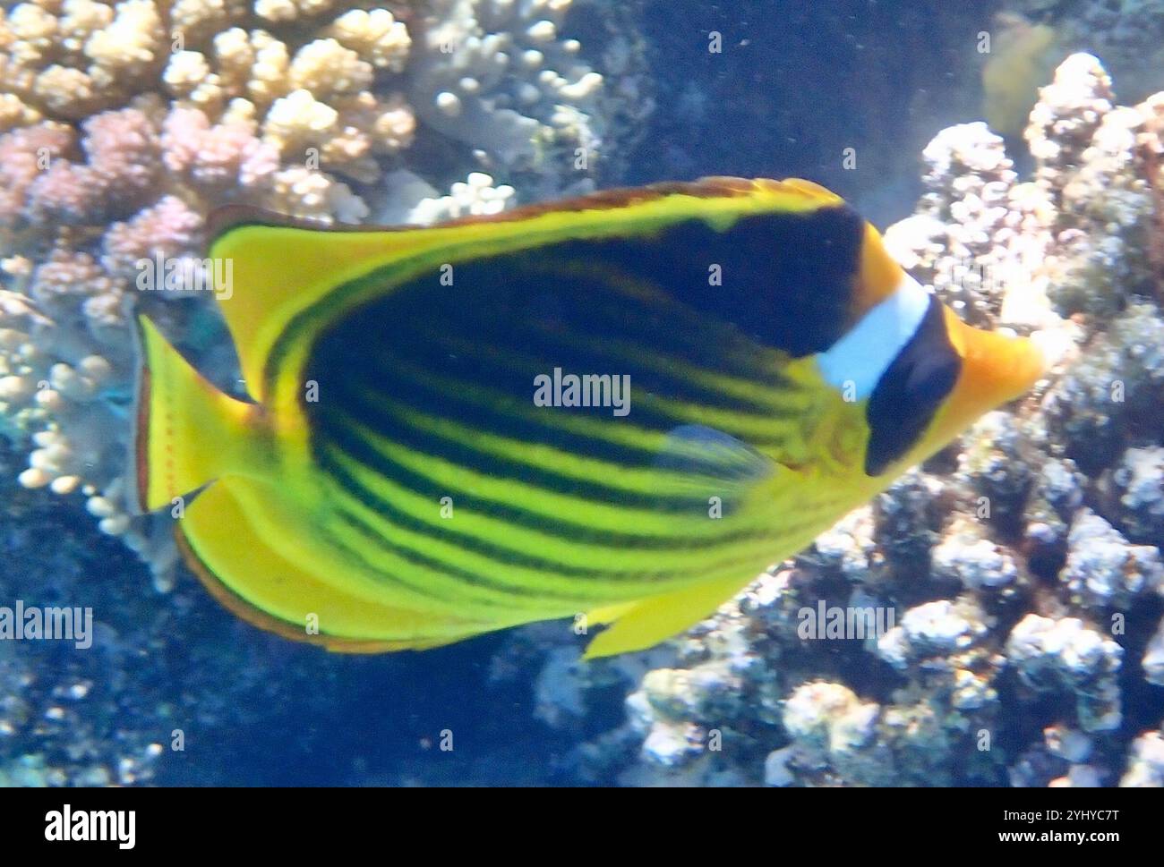 Red Sea Raccoon Butterflyfish (Chaetodon fasciatus Stock Photo - Alamy