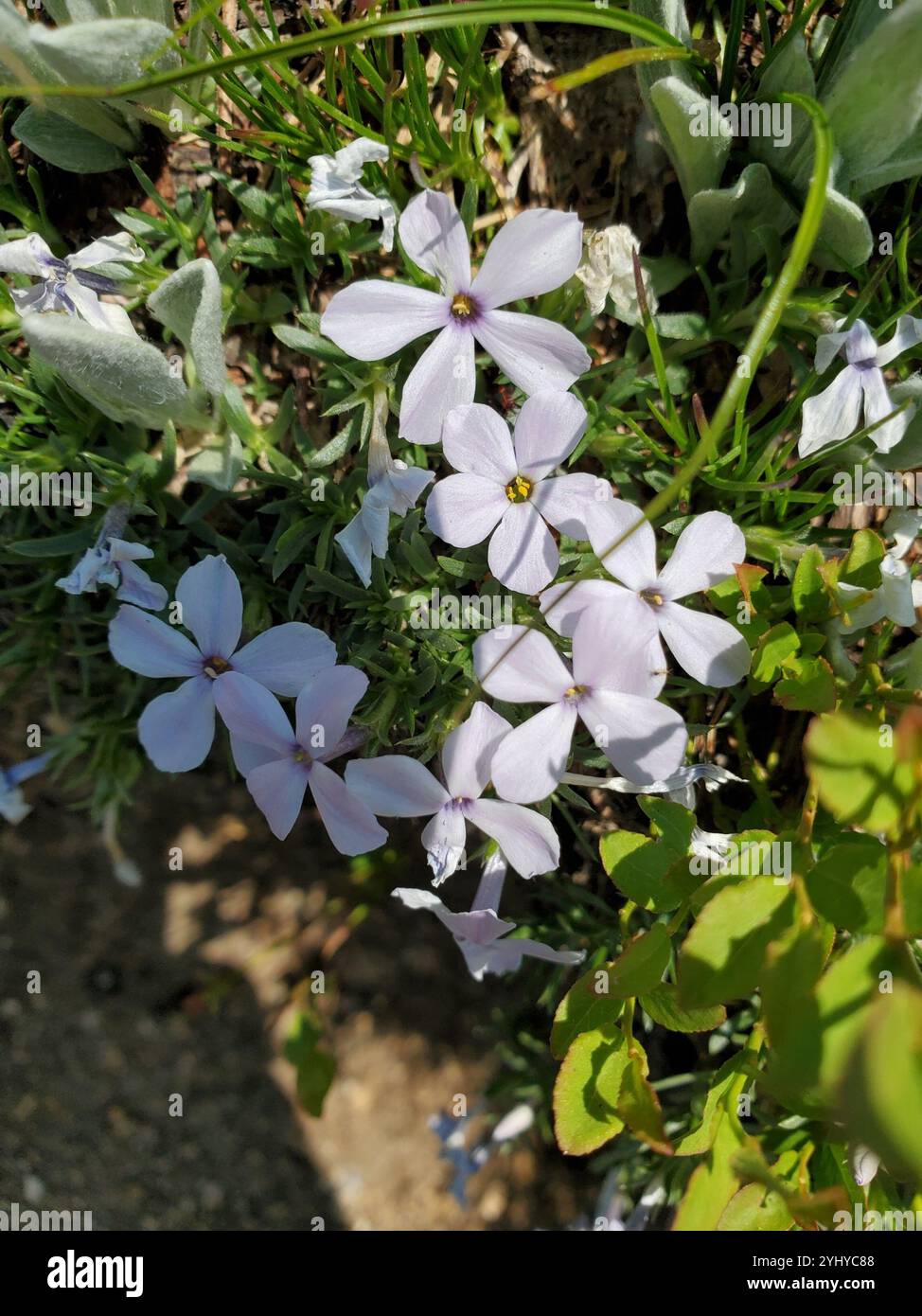 spreading phlox (Phlox diffusa Stock Photo - Alamy