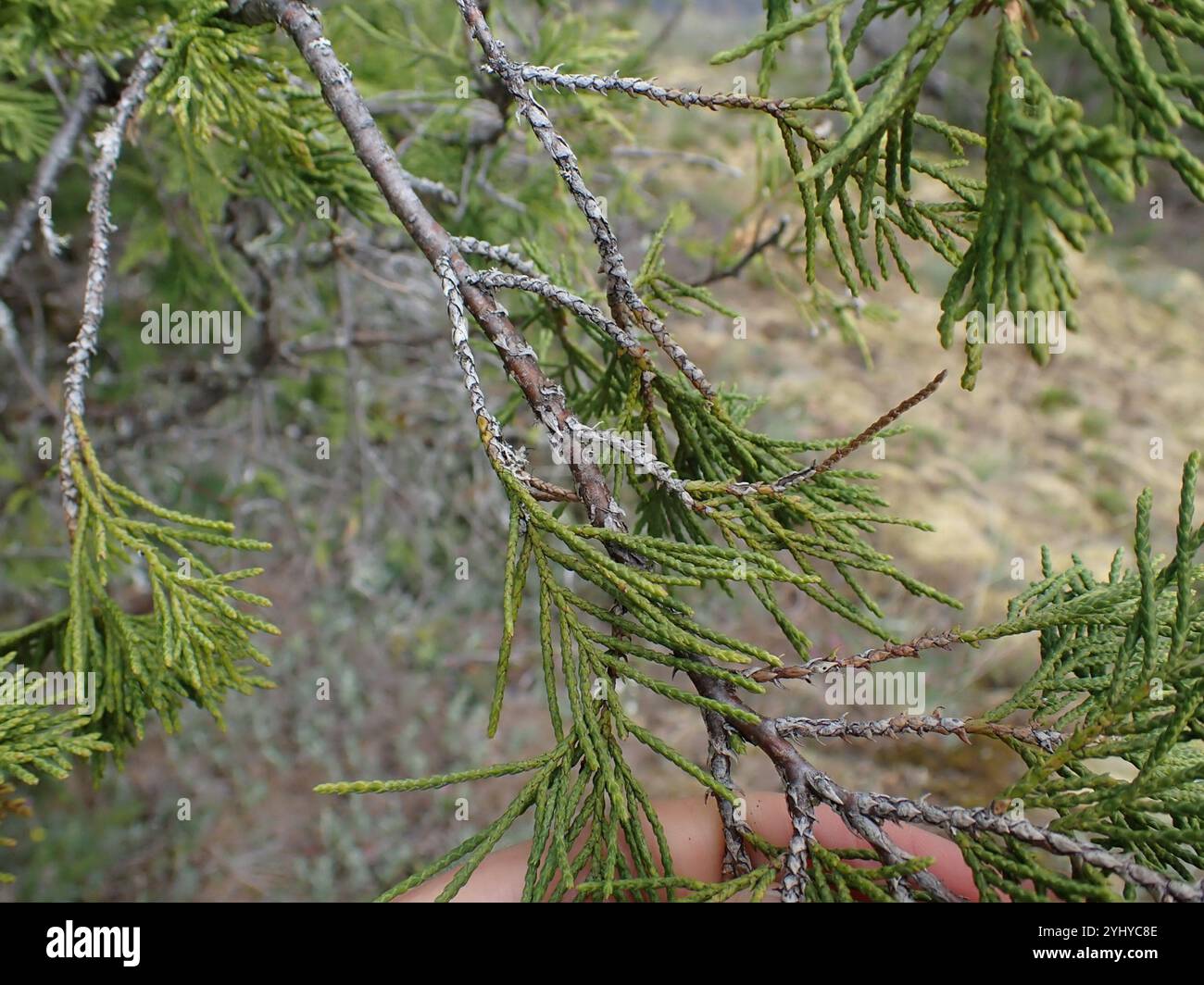 Seaside Juniper (Juniperus maritima Stock Photo - Alamy