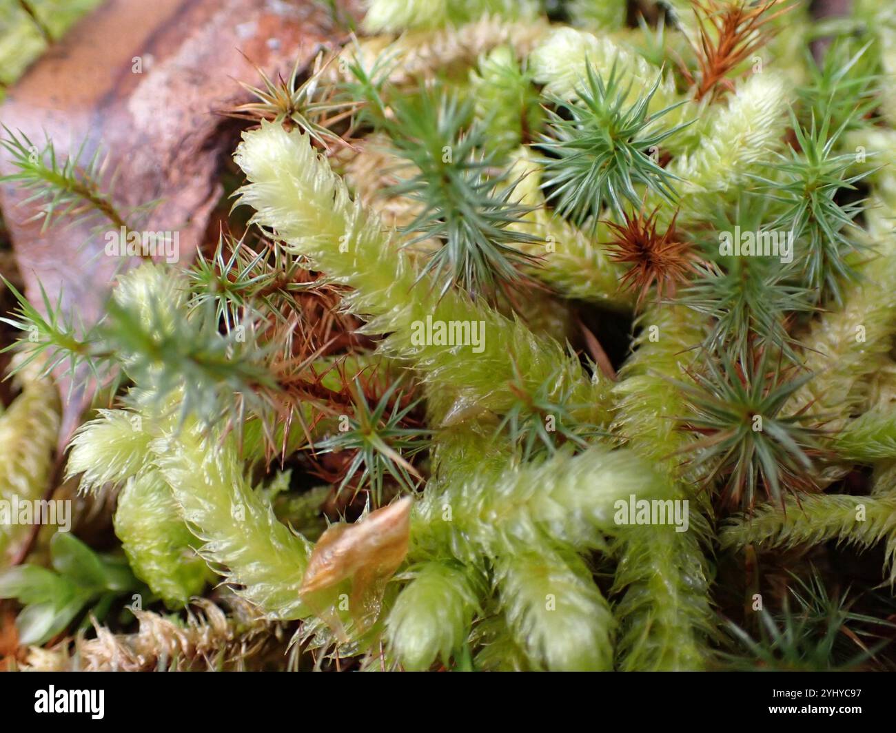 Pipecleaner Moss (Rhytidiopsis robusta Stock Photo - Alamy
