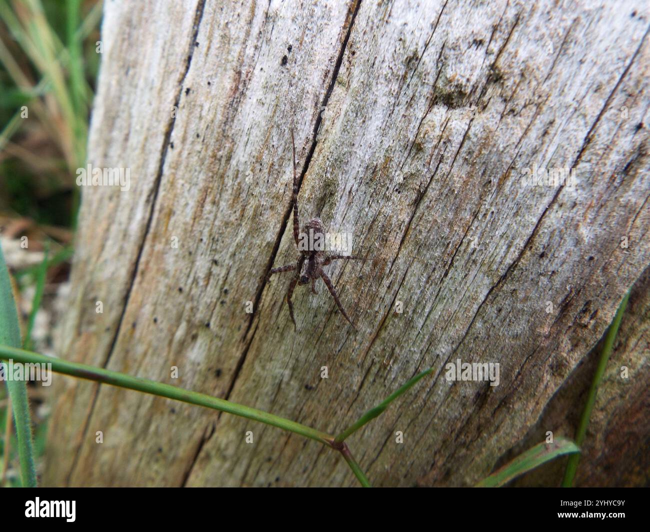 Thin-legged Wolf Spiders (Pardosa Stock Photo - Alamy