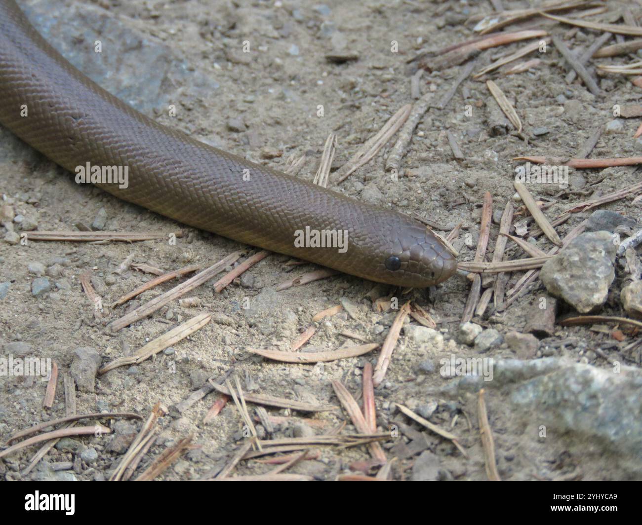Northern rubber boa hi-res stock photography and images - Alamy