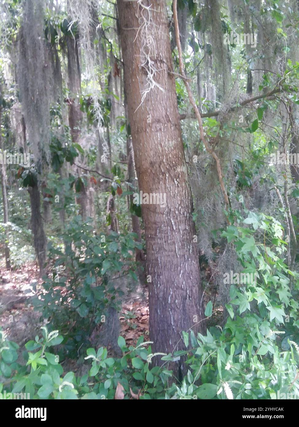 water oak (Quercus nigra Stock Photo - Alamy