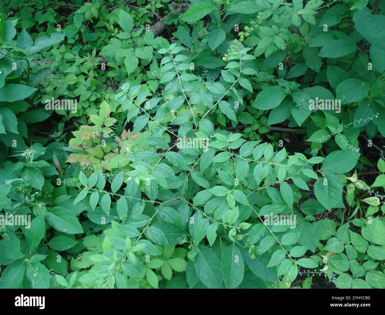 American gromwell (Lithospermum latifolium Stock Photo - Alamy