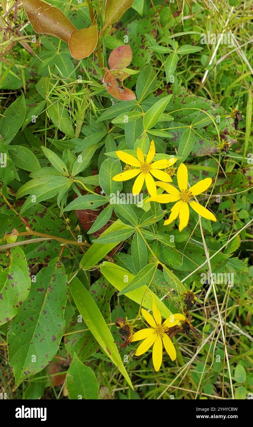 Greater Tickseed (Coreopsis major Stock Photo - Alamy