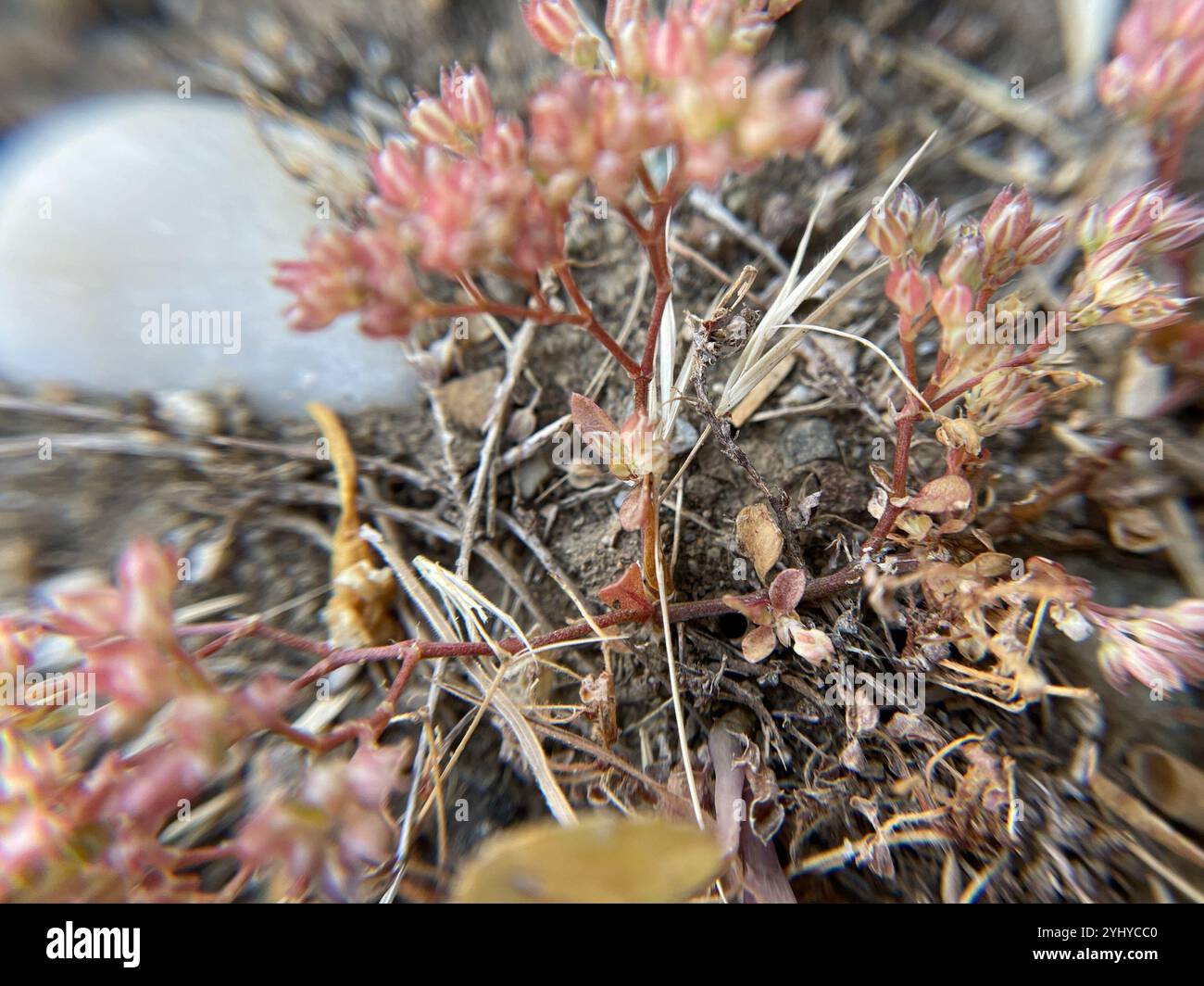 fourleaf manyseed (Polycarpon tetraphyllum Stock Photo - Alamy