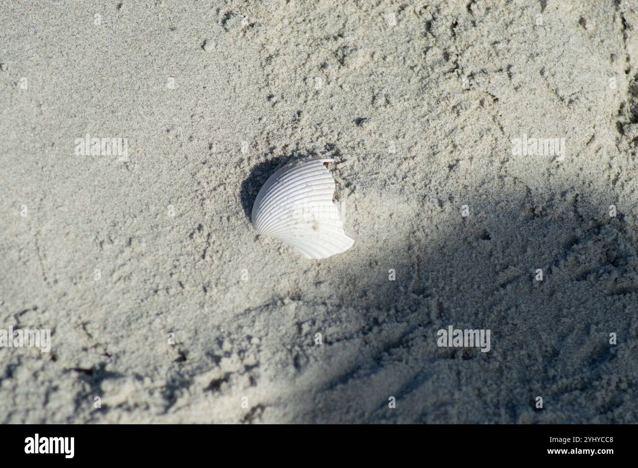 Giant Atlantic Cockle (Dinocardium robustum Stock Photo - Alamy