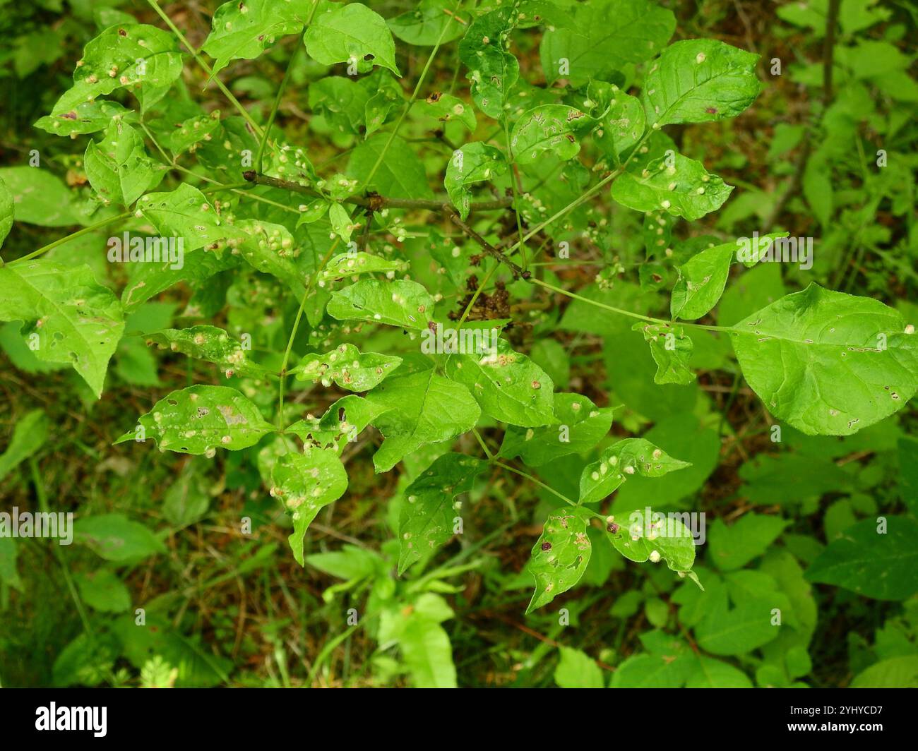 Blue ash fraxinus quadrangulata hi-res stock photography and images - Alamy
