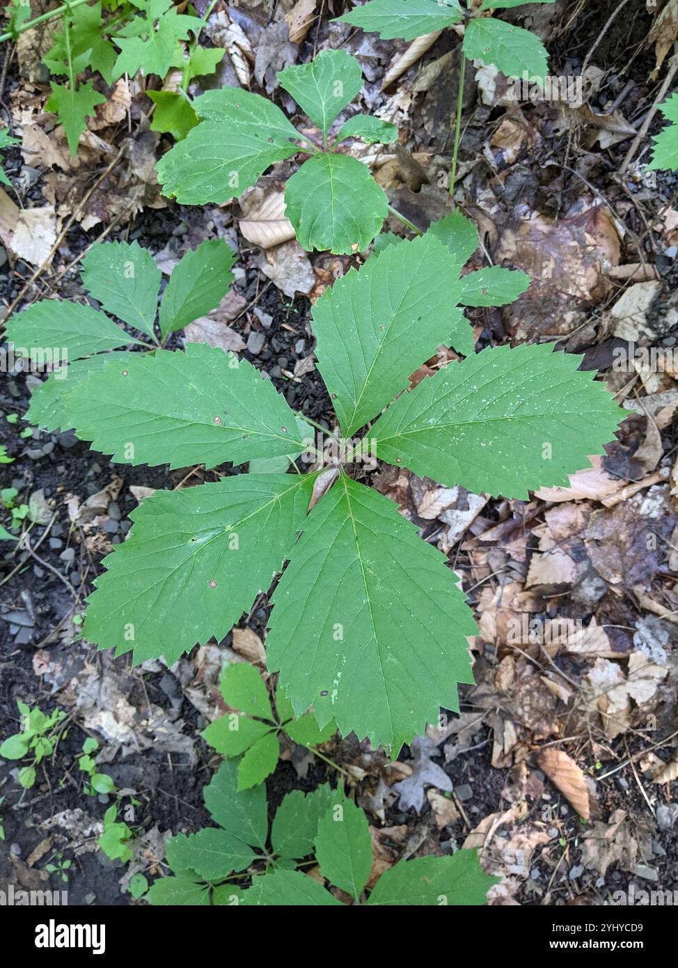 thicket creeper (Parthenocissus inserta Stock Photo - Alamy