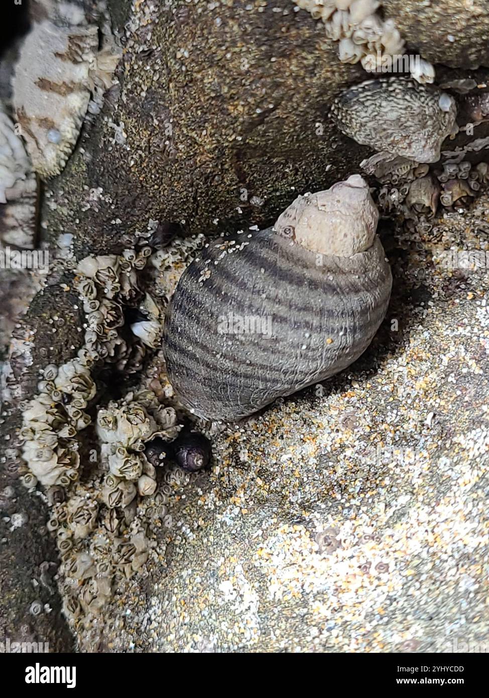 Striped Dogwinkle (Nucella ostrina Stock Photo - Alamy