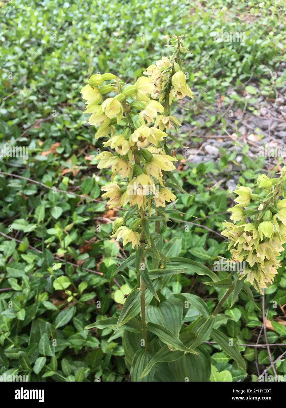 Broad-leaved helleborine (Epipactis helleborine Stock Photo - Alamy