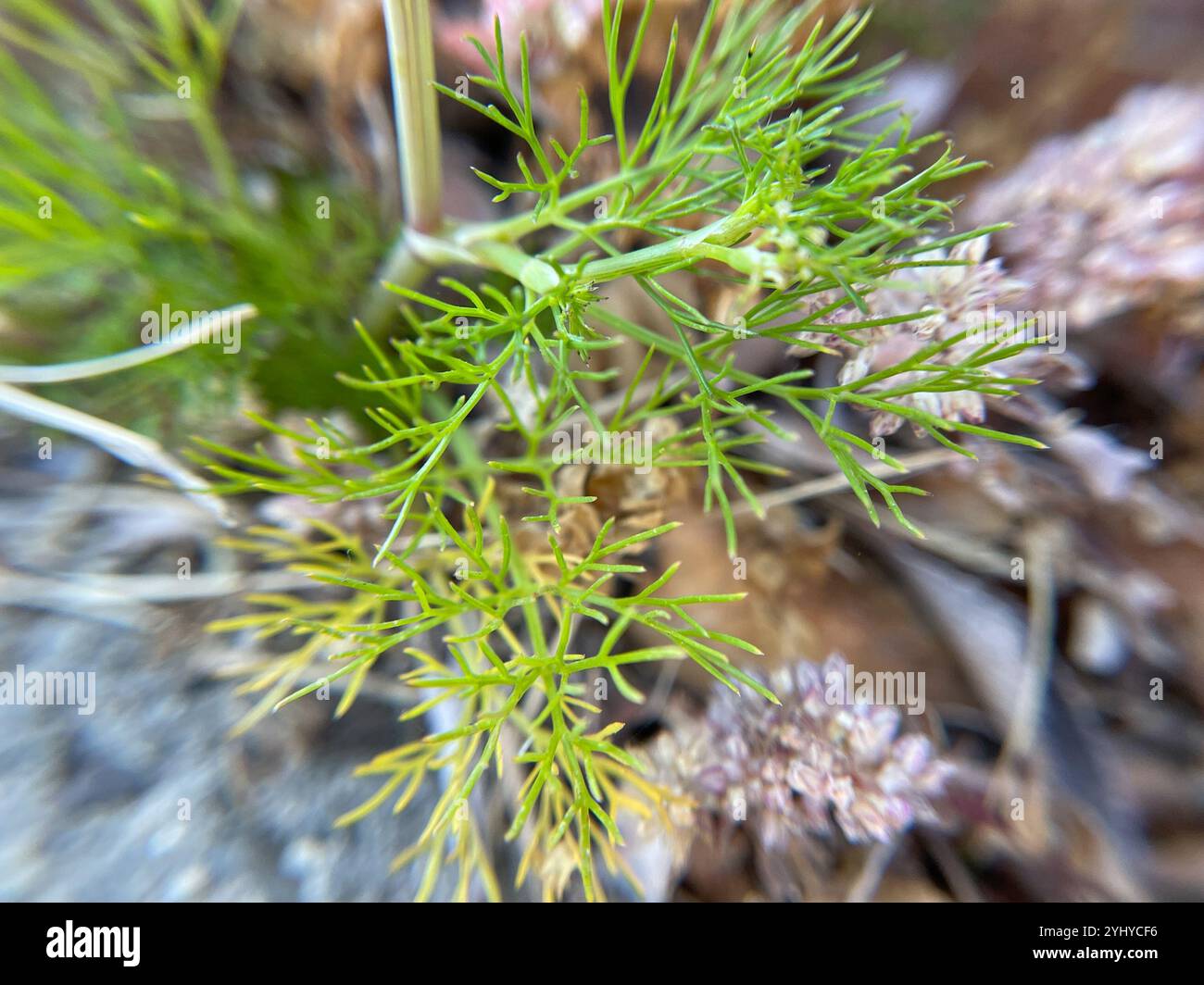 Marsh parsley (Cyclospermum leptophyllum Stock Photo - Alamy