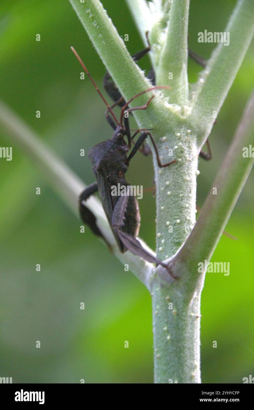 Spine-headed Bugs (Acanthocephala Stock Photo - Alamy
