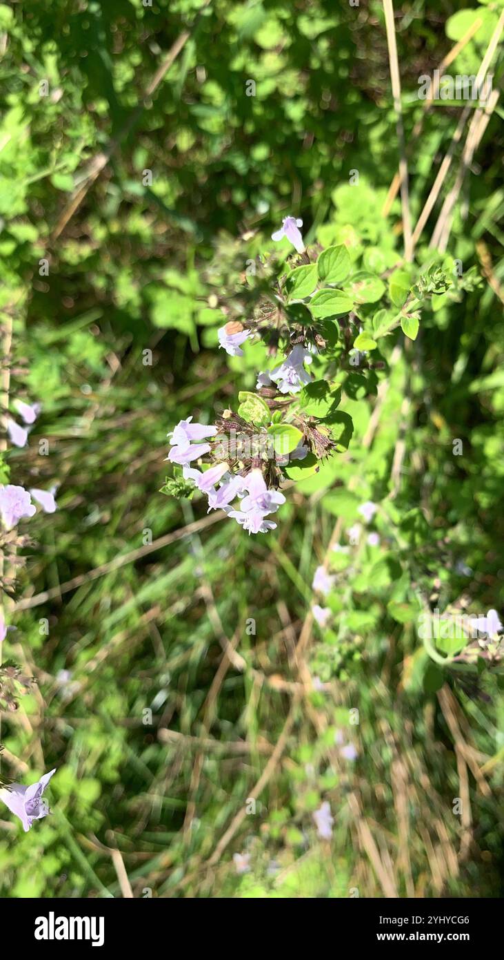 Lesser Calamint (Clinopodium nepeta Stock Photo - Alamy
