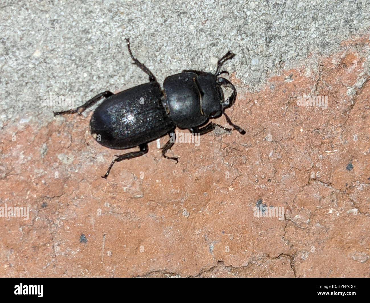 Lesser Stag Beetle (Dorcus parallelipipedus Stock Photo - Alamy