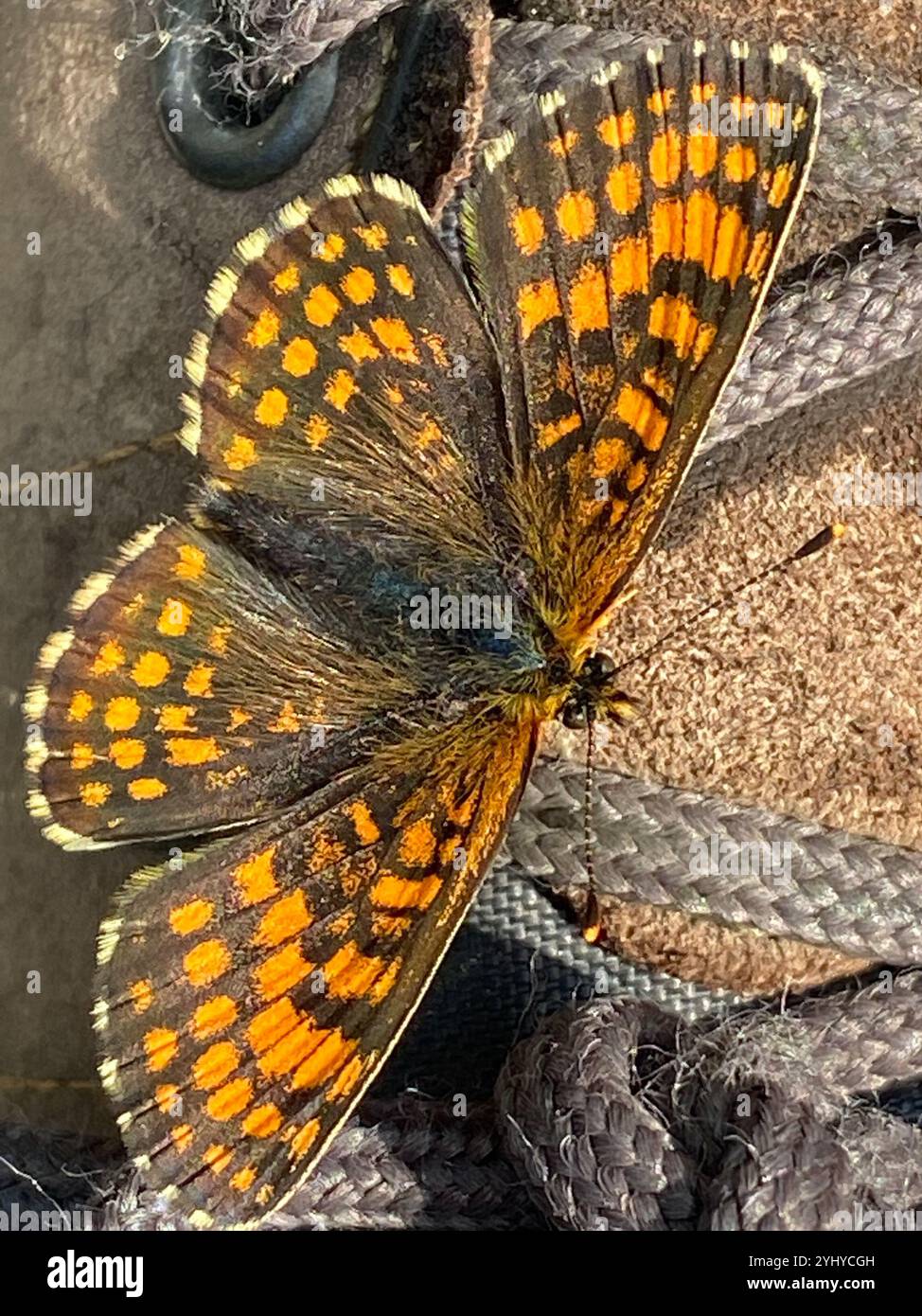 Heath Fritillary (Melitaea athalia Stock Photo - Alamy