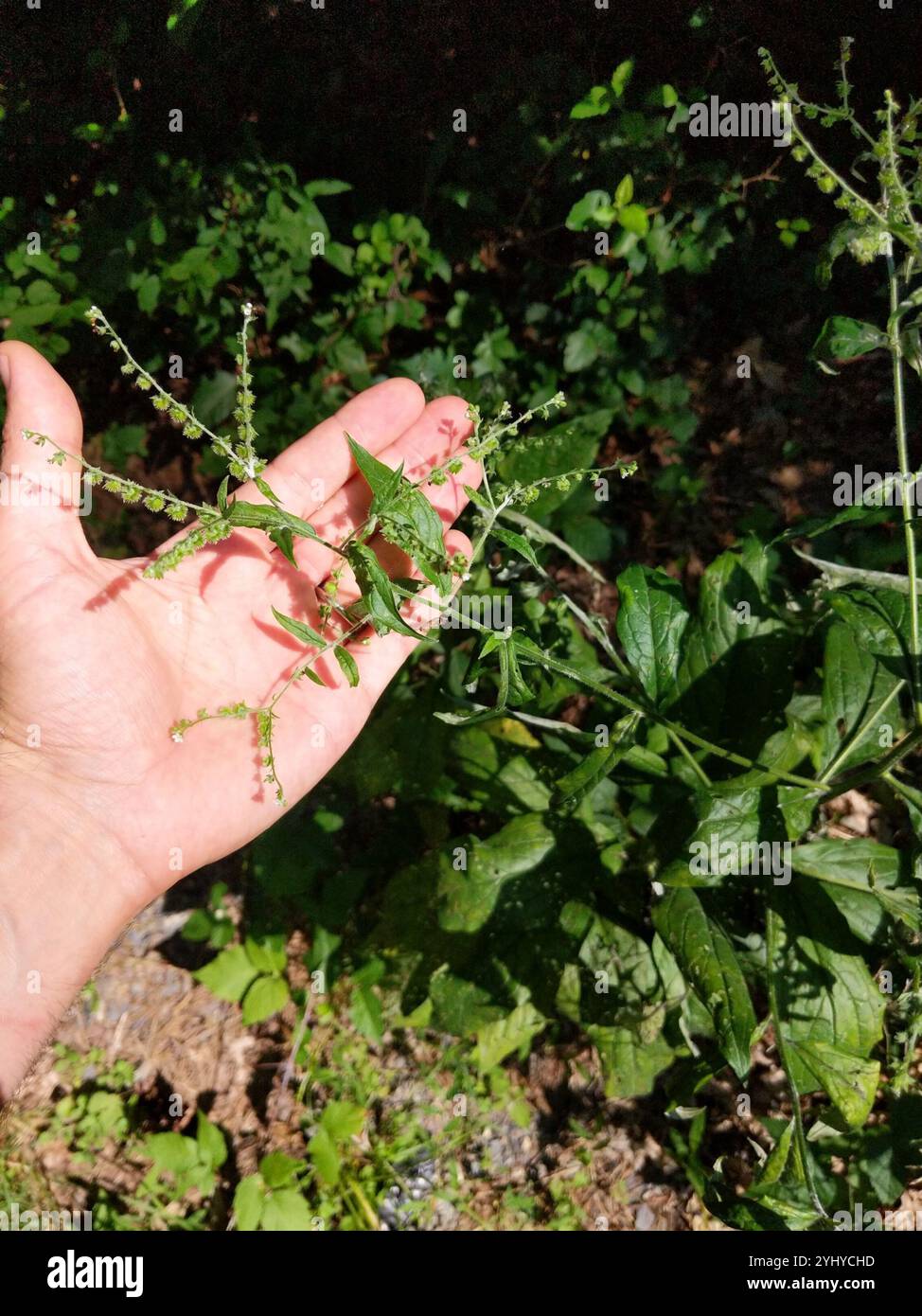 virginia stickseed (Hackelia virginiana Stock Photo - Alamy