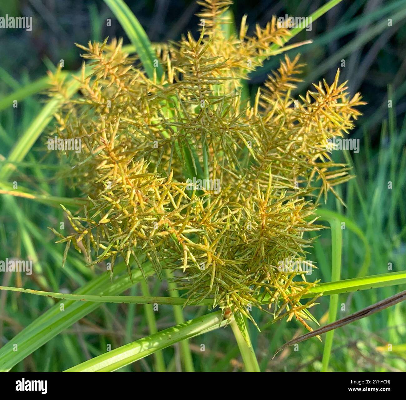 Fragrant flatsedge (Cyperus odoratus Stock Photo - Alamy