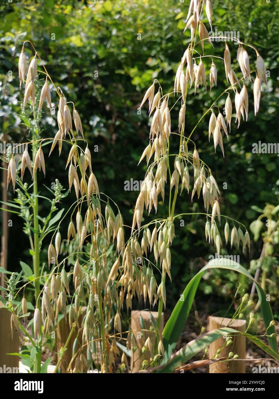 wild oat (Avena fatua Stock Photo - Alamy