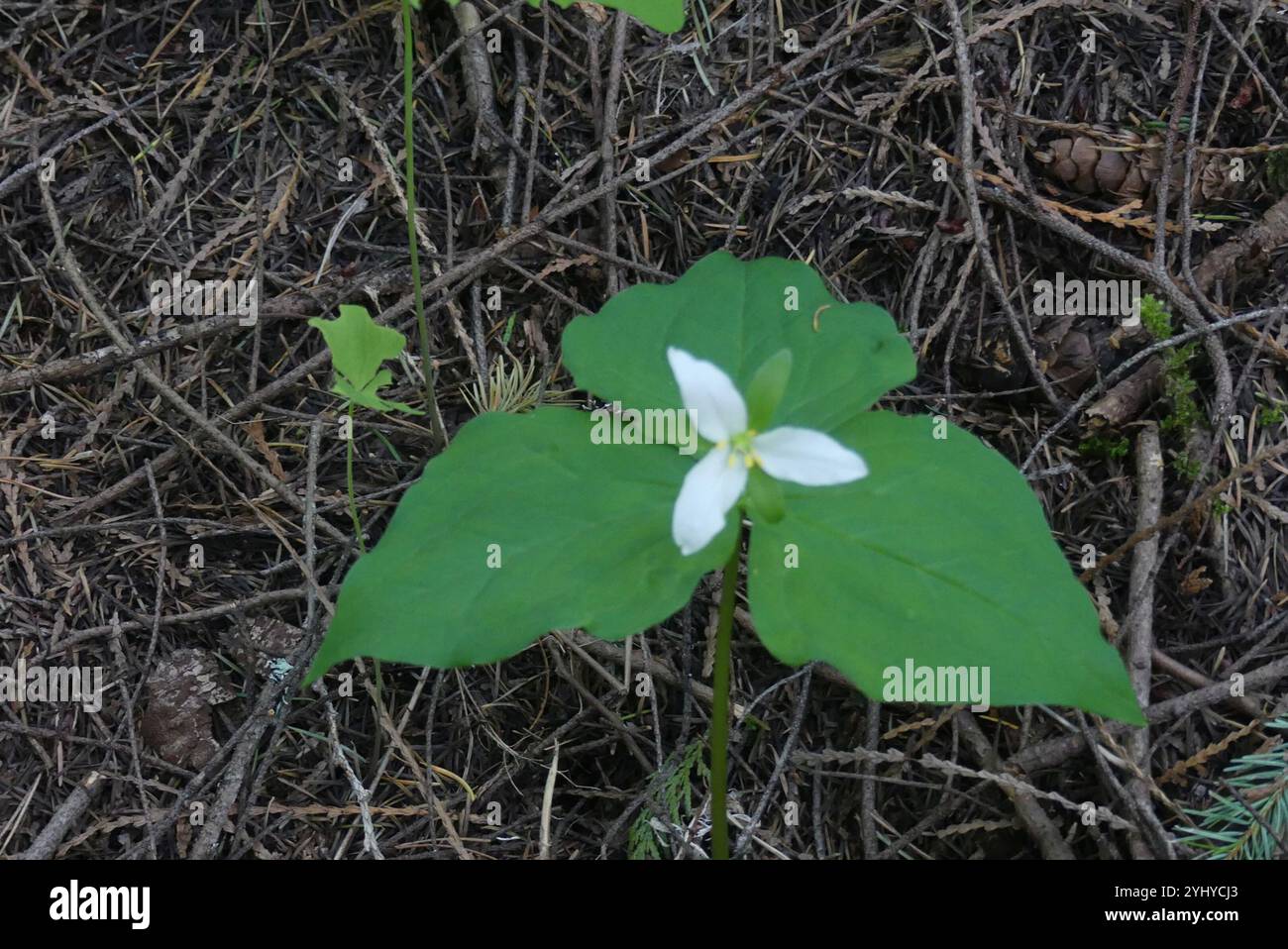 Pacific trillium (Trillium ovatum Stock Photo - Alamy