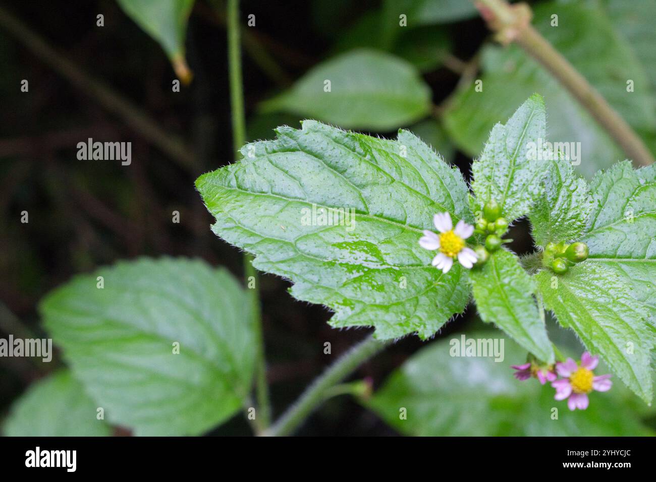 shaggy soldier (Galinsoga quadriradiata Stock Photo - Alamy