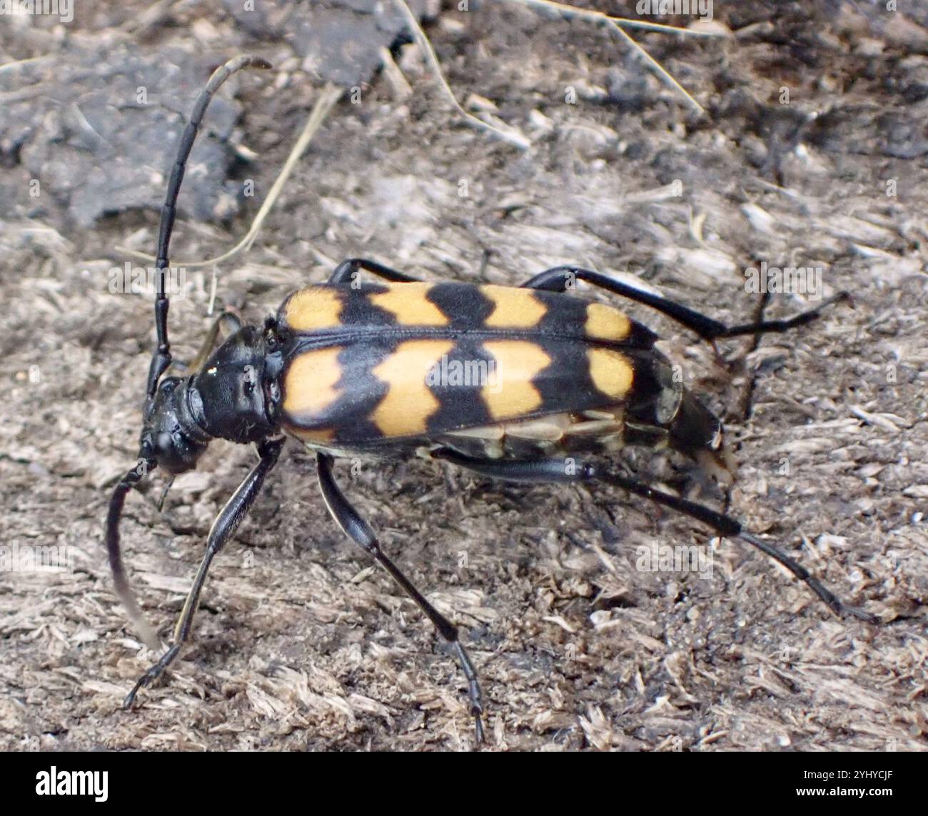 four-banded longhorn beetle (Leptura quadrifasciata Stock Photo - Alamy