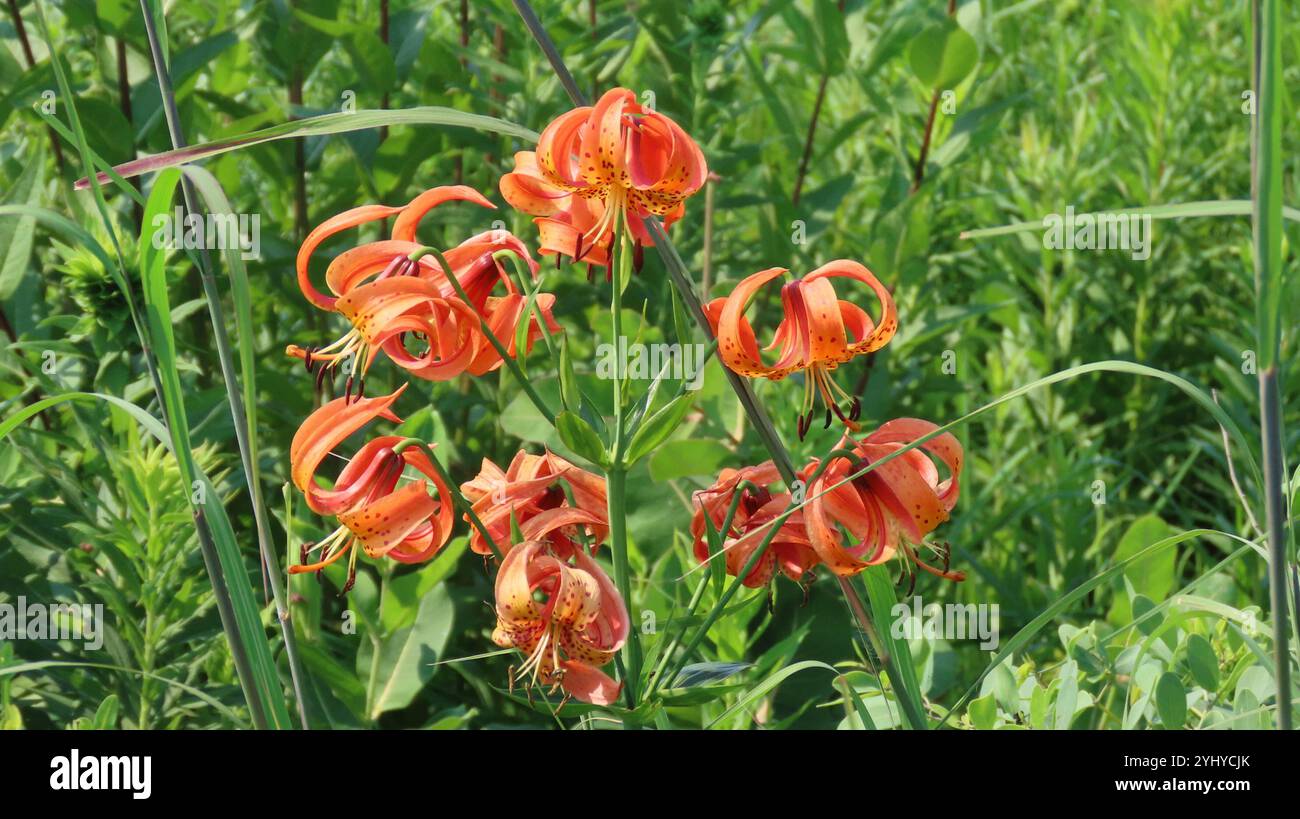 Michigan lily (Lilium michiganense Stock Photo - Alamy
