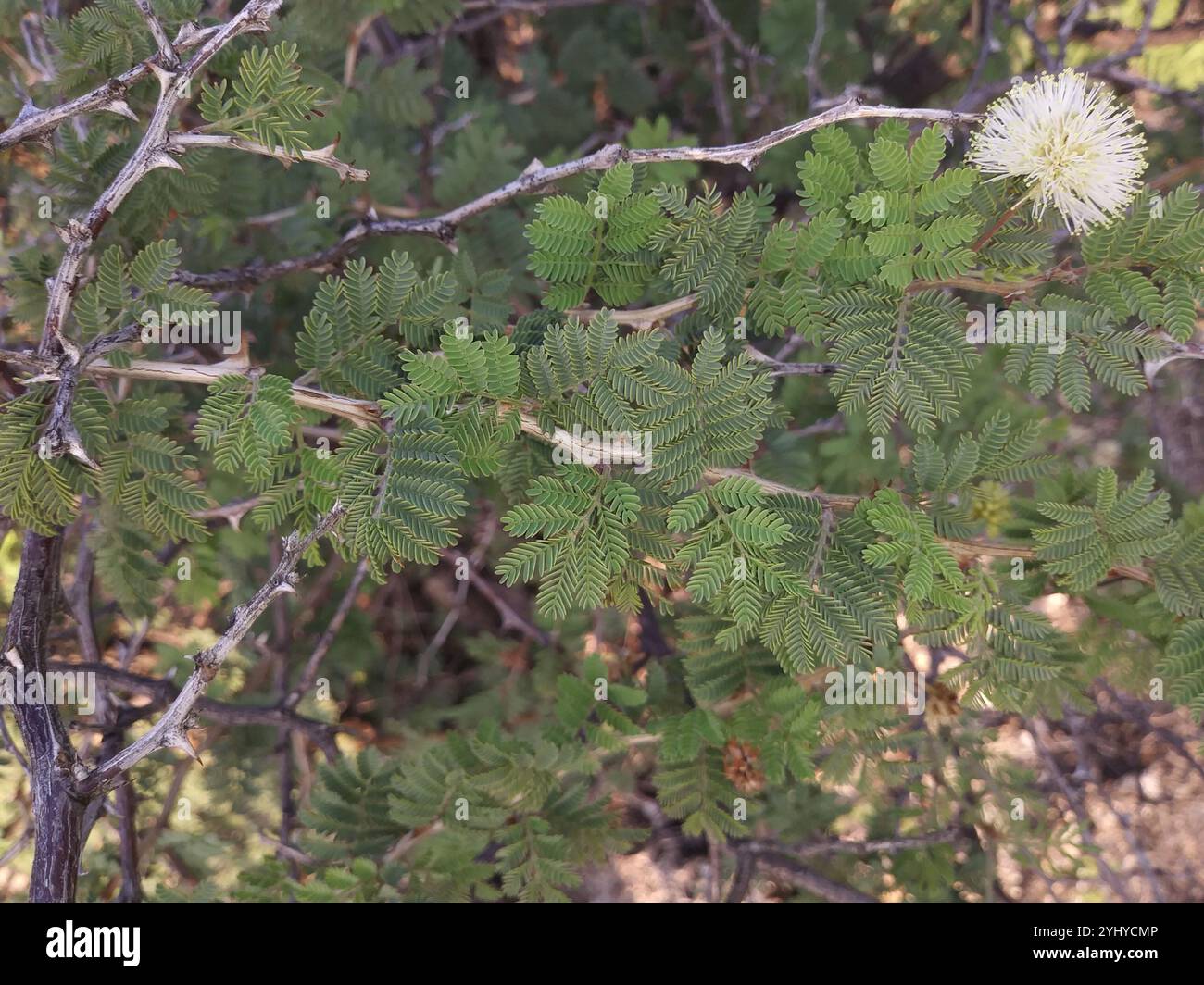 catclaw mimosa (Mimosa aculeaticarpa Stock Photo - Alamy
