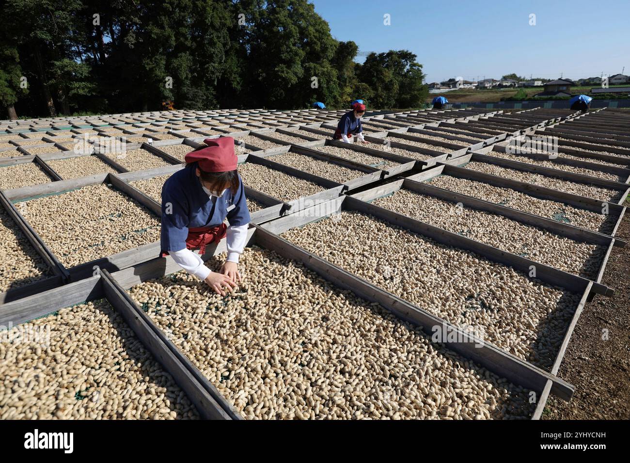 Peanuts are dried in the sun at a company which produces and sells ...