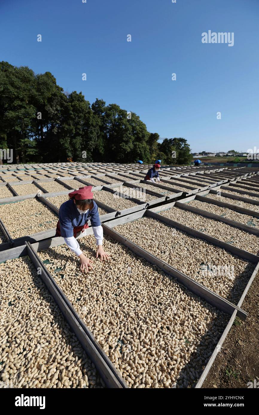 Peanuts are dried in the sun at a company which produces and sells ...