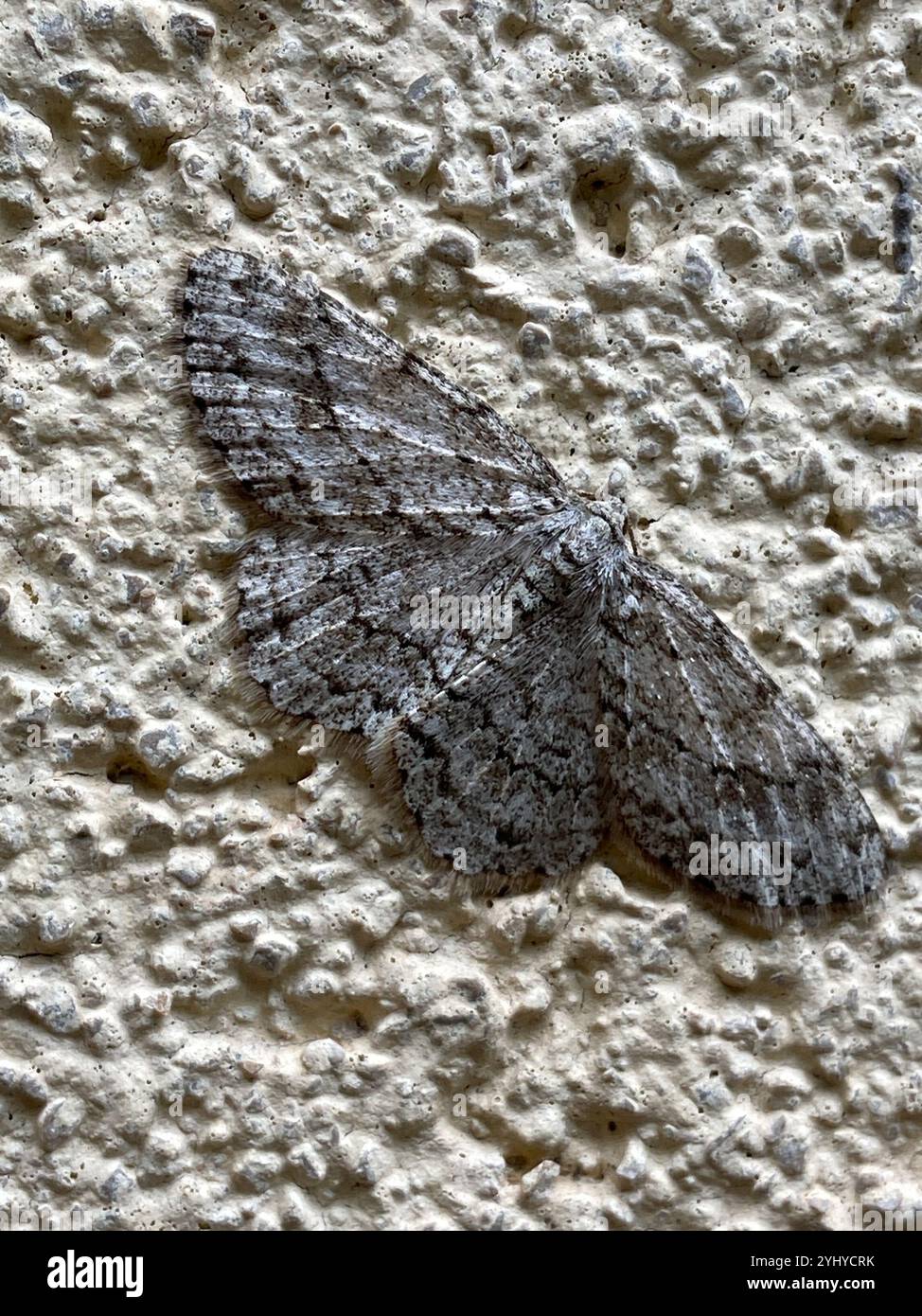 Small Engrailed (Ectropis crepuscularia Stock Photo - Alamy