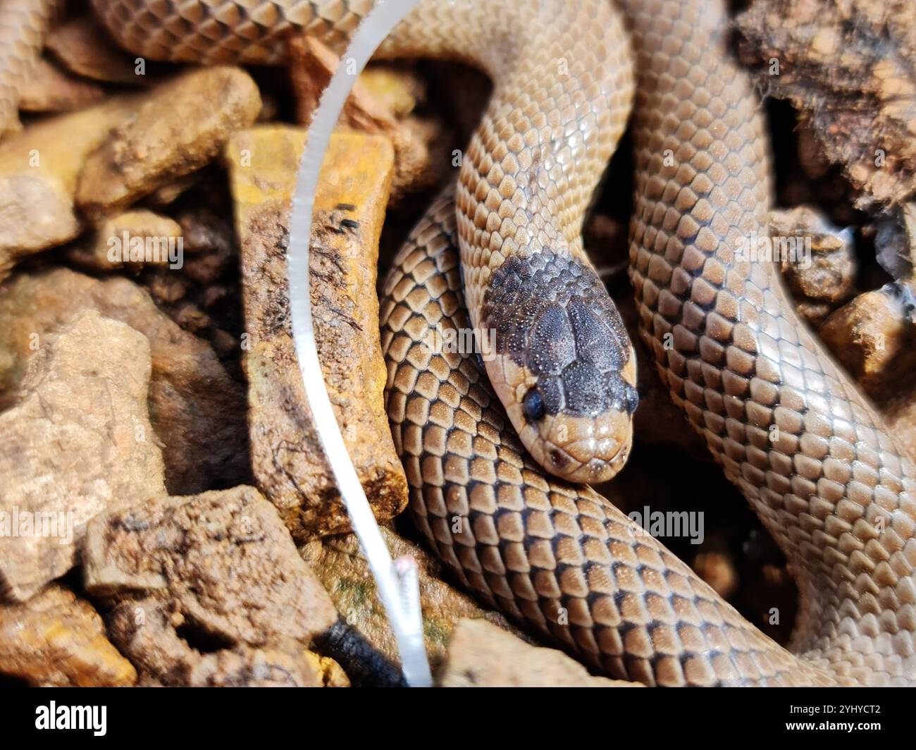 Whip Hooded Snake (Suta flagellum Stock Photo - Alamy