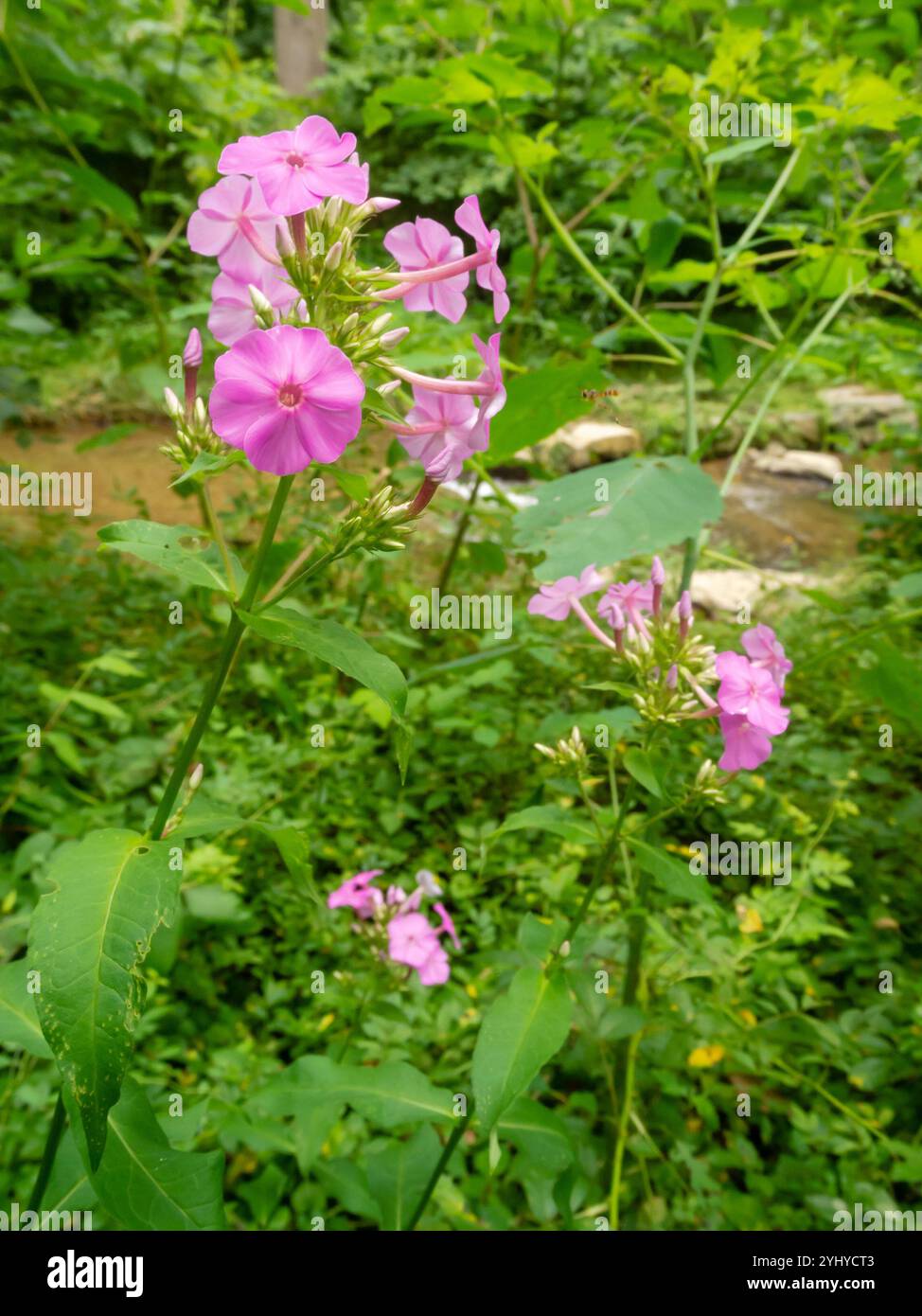 fall phlox (Phlox paniculata Stock Photo - Alamy