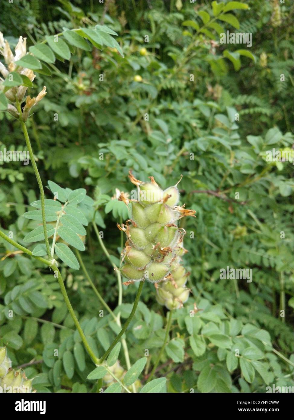 Chickpea Milkvetch (Astragalus cicer Stock Photo - Alamy