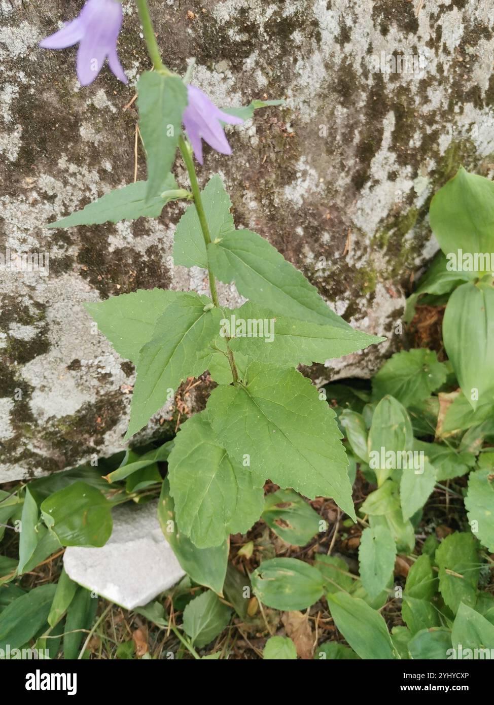 Creeping Bellflower (Campanula rapunculoides Stock Photo - Alamy