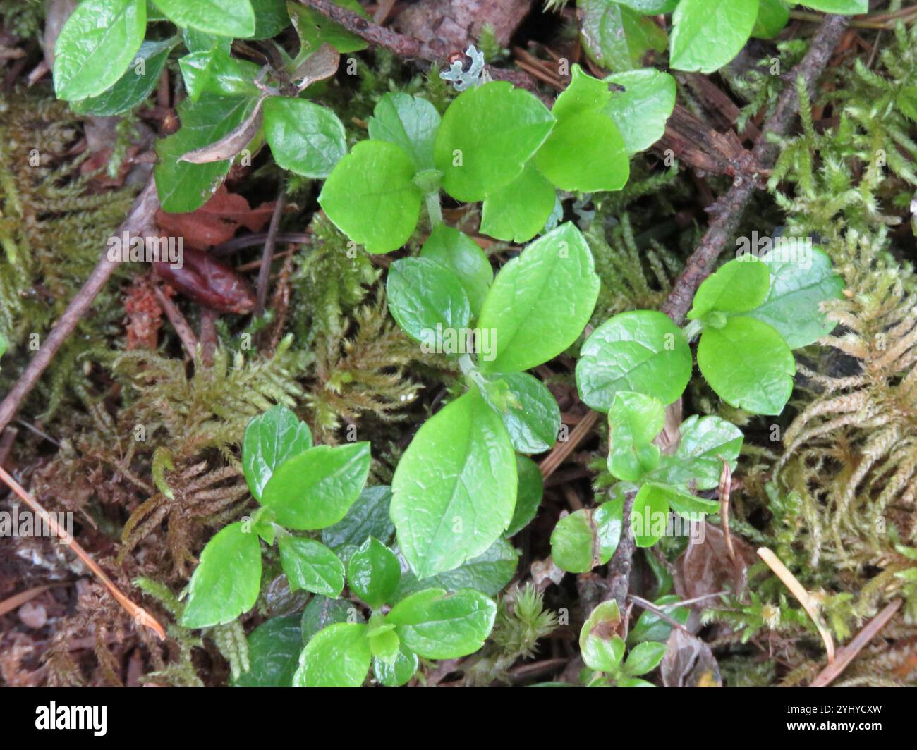 Twinflower (Linnaea borealis Stock Photo - Alamy
