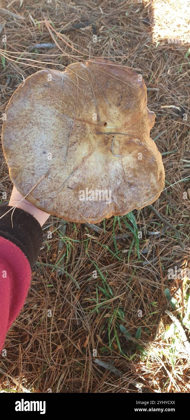 Slippery Jacks (Suillus Stock Photo - Alamy