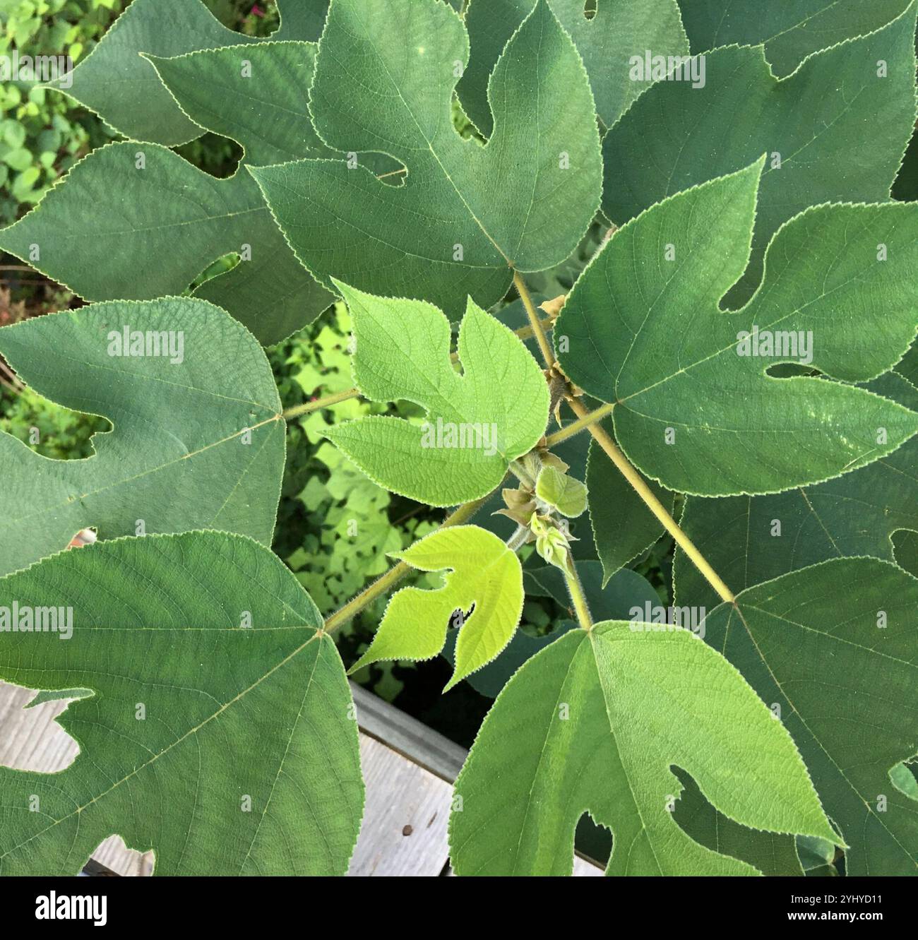 Paper mulberry (Broussonetia papyrifera Stock Photo - Alamy