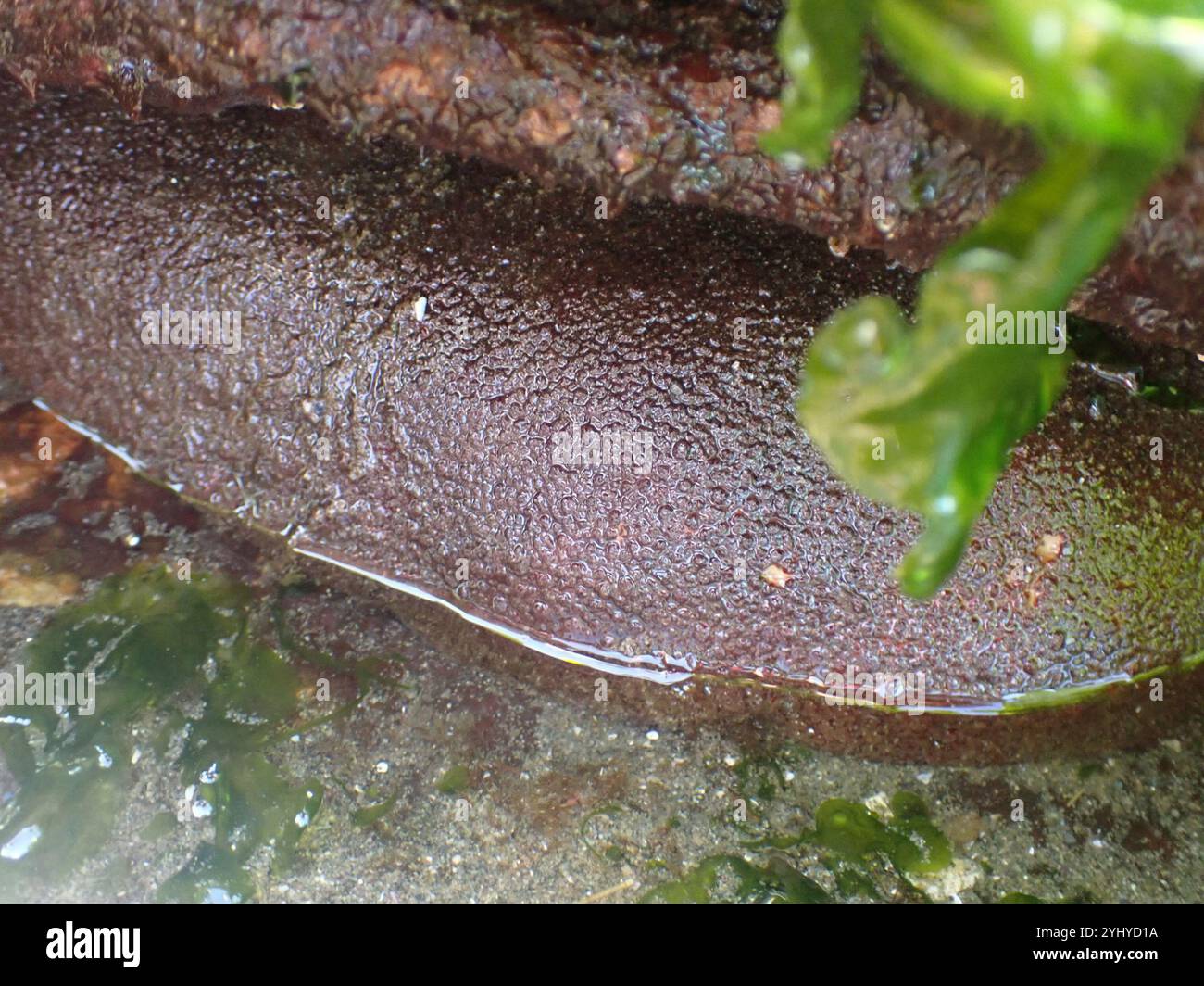 Gumboot chiton hi-res stock photography and images - Alamy