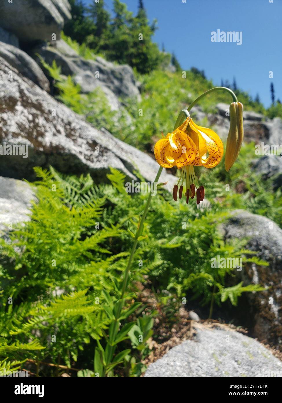 Columbia lily (Lilium columbianum Stock Photo - Alamy