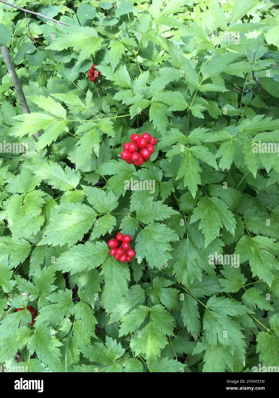 red baneberry (Actaea rubra Stock Photo - Alamy